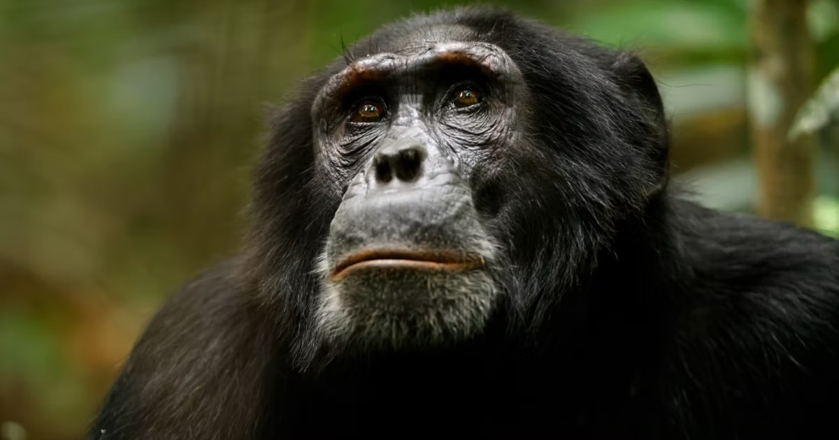 Chimp Empire dostaje pierwszy oficjalny zwiastun - - Gamereactor